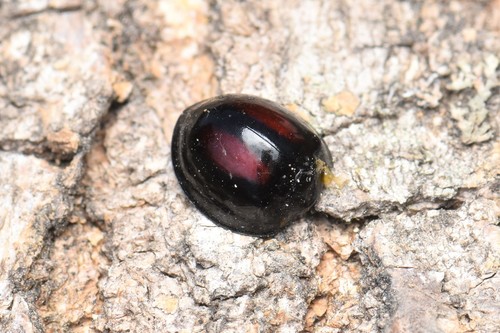 Chilocorus rubidus · iNaturalist