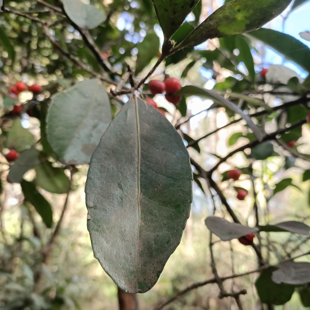 Red-fruited Olive Plum from Kooragang Wetland Rehabilitation Project on July 31, 2021 at 02:58 ...