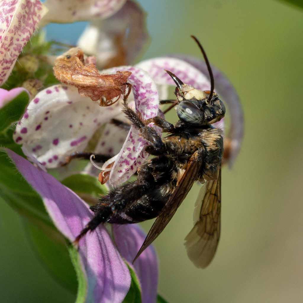 Longhorn Bees from Turkey Creek Sanctuary, Palm Bay, FL, US on July 30 ...