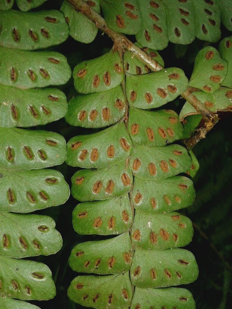 Cloak Fern from Mindo, Ecuador on April 03, 2018 at 11:49 AM by Rudy ...