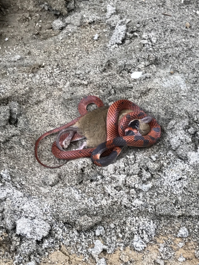 Forest Flame Snake from Cerro Kenedy Oriente, Ciénaga, Dipartimento di ...