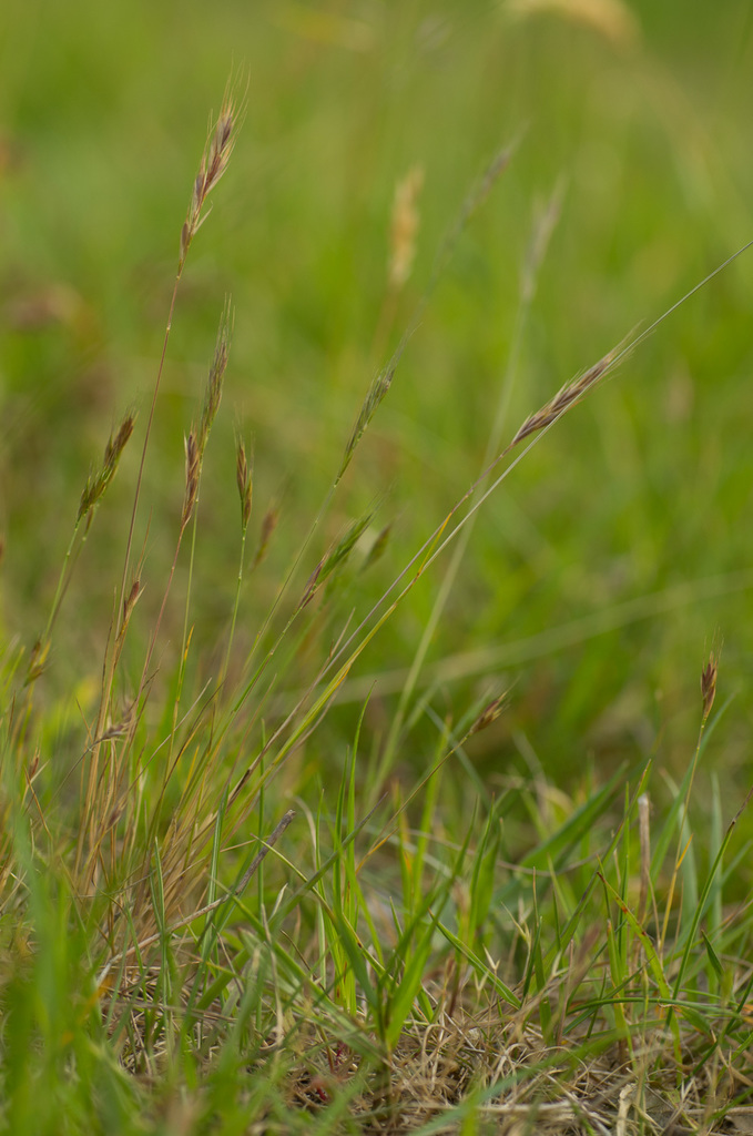 brome fescue from Richmond, UK on June 12, 2017 at 07:41 PM by ...