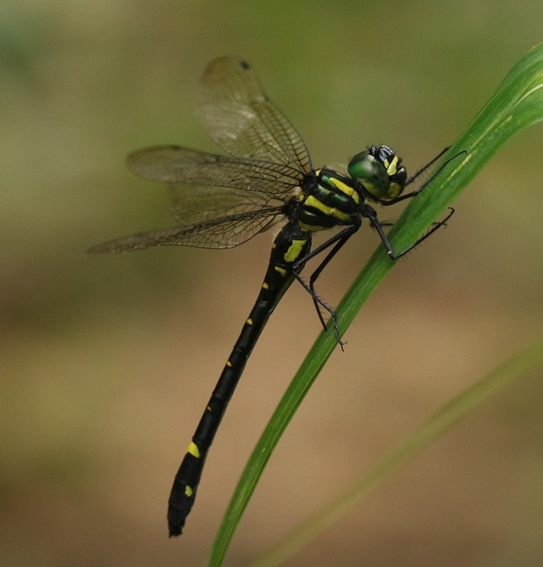 Macromia zeylanica from Deraniyagala, Sri Lanka on July 31, 2021 at 09: ...