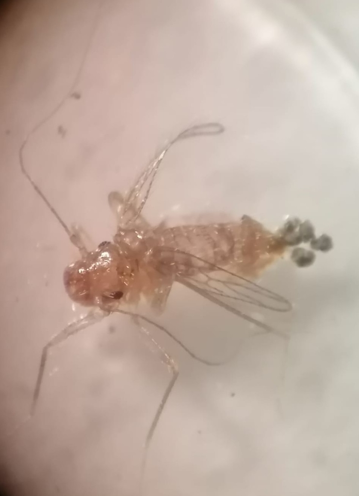 Barklice, Booklice, and Parasitic Lice from Isidro Fabela, 52004 Lerma ...