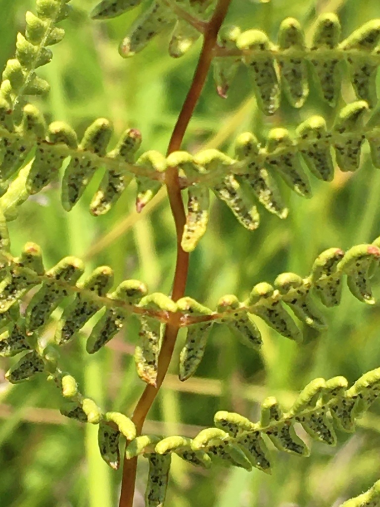 Eastern American marsh fern from Skokie Blvd, Northbrook, IL, US on ...