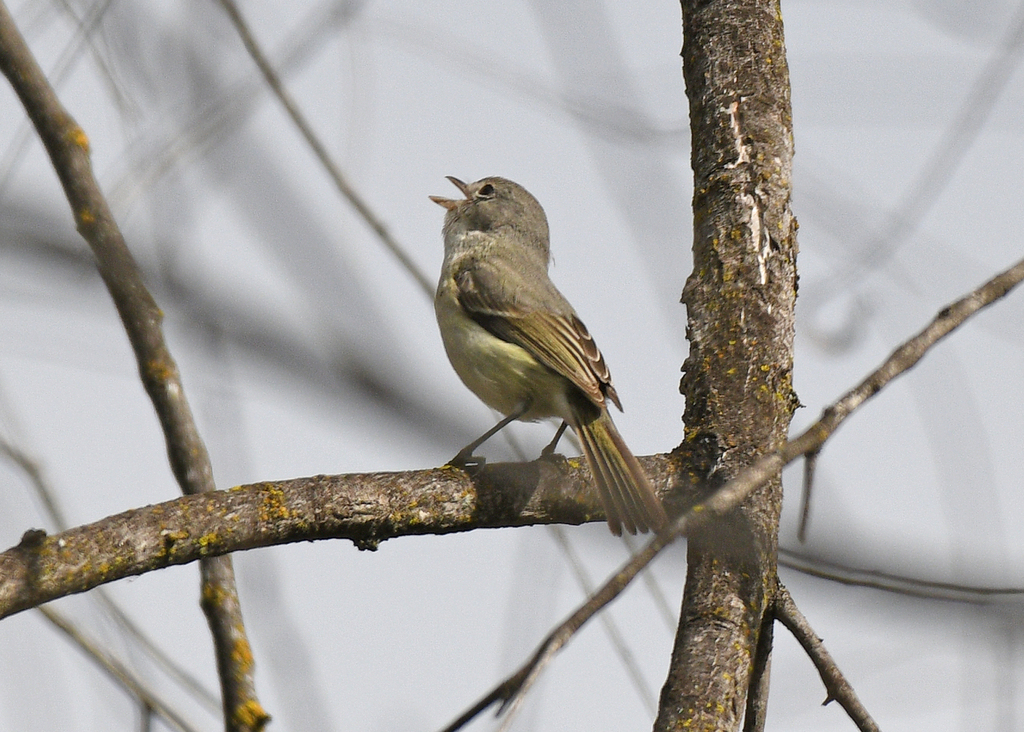 Least Bell's Vireo in April 2018 by Wendy Esterly · iNaturalist