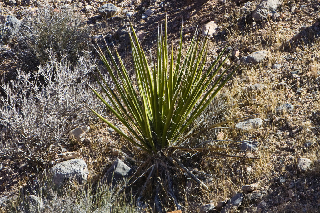 Banana Yucca from Red Rock Canyon on January 07, 2015 at 11:54 AM by BJ ...