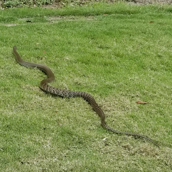 Oriental Rat Snake from Southern, HK on April 4, 2018 at 12:40 PM by ...