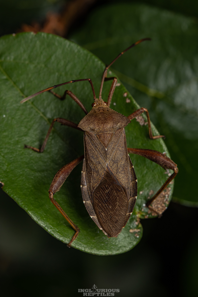 Mictis gallina from Sai Kung, Hong Kong on August 1, 2021 at 11:21 PM ...