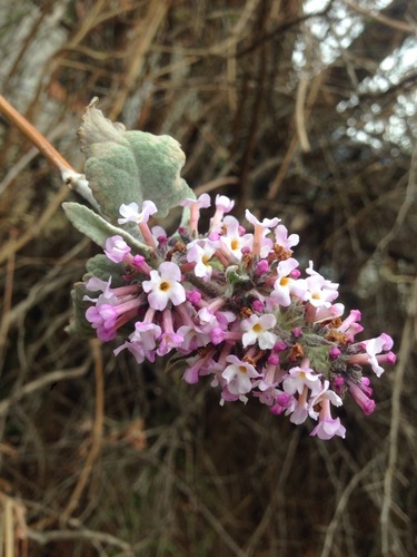 Himalayan butterfly bush (Buddleja crispa) · iNaturalist