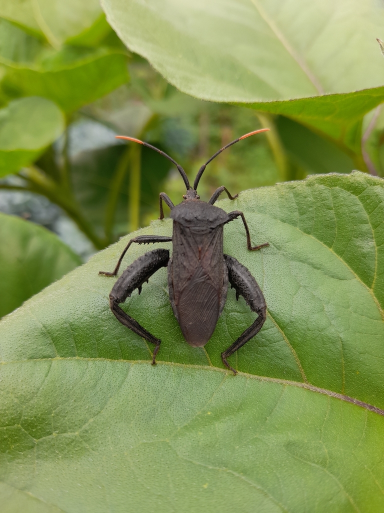 Florida Leaf-footed Bug from Soledad de Graciano Sanchez on July 09 ...