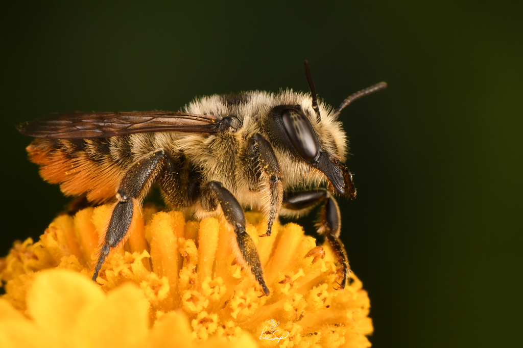 Western Leafcutter Bee from Trinity Alps, California 96048, USA on July ...
