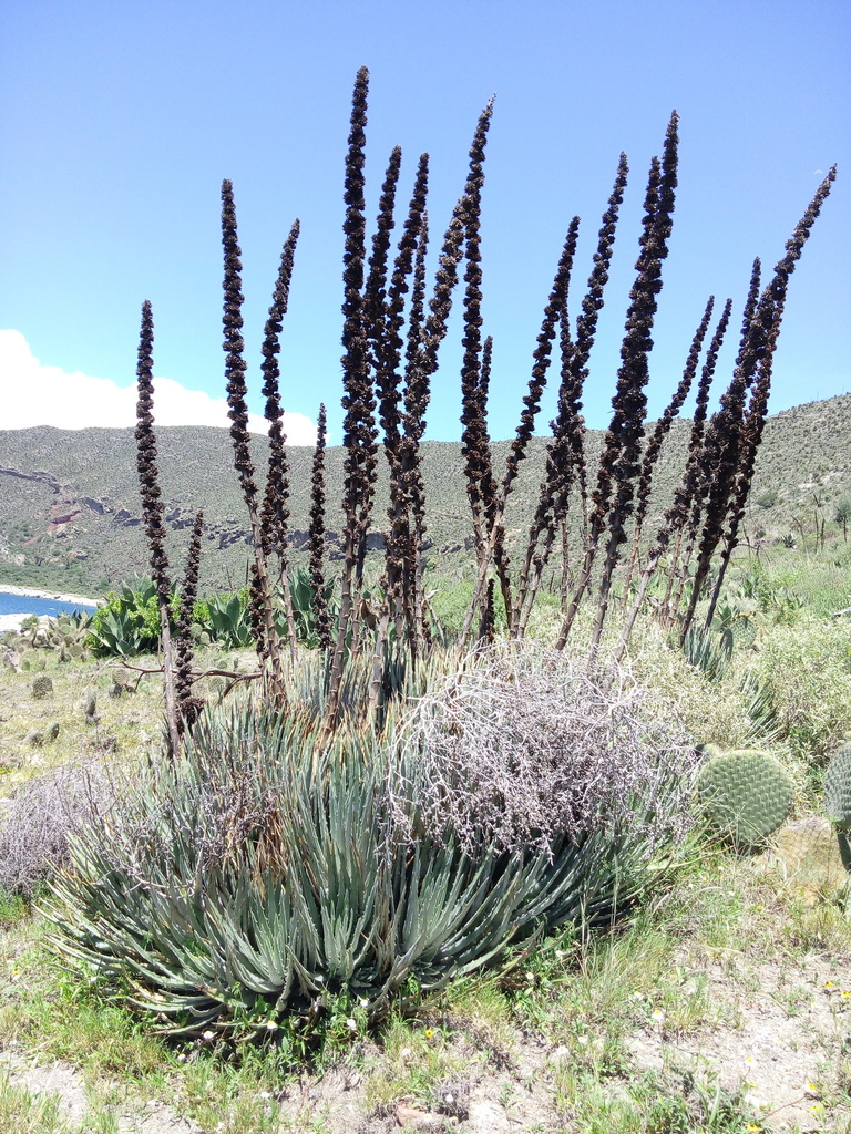 Hechtia perotensis from Laguna Alchichica on August 1, 2021 at 12:35 PM ...
