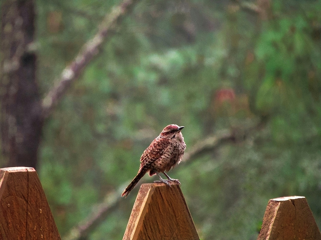 Spotted Wren from Mazamitla Sierra Tour on August 1, 2021 at 05:02 PM ...
