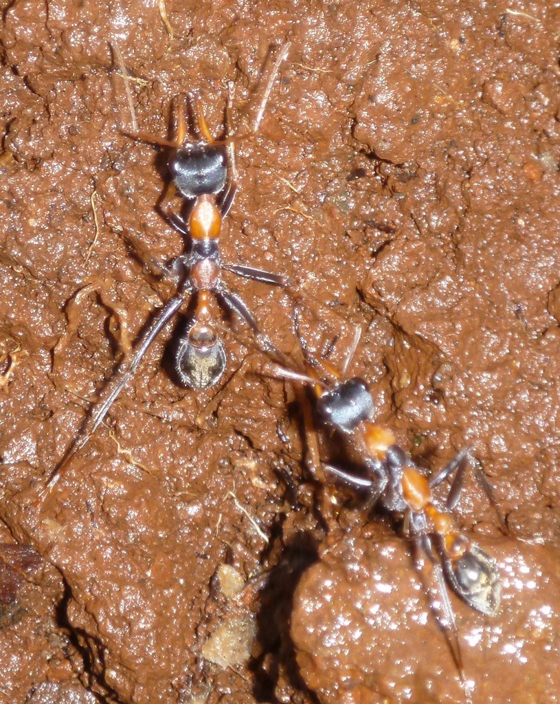 Jumping Jack Ant from Beechmont QLD 4211, Australia on March 3, 2013 at ...