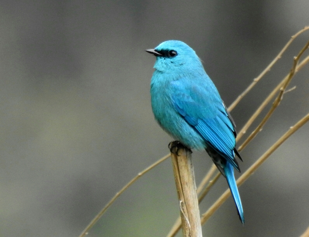Verditer Flycatcher