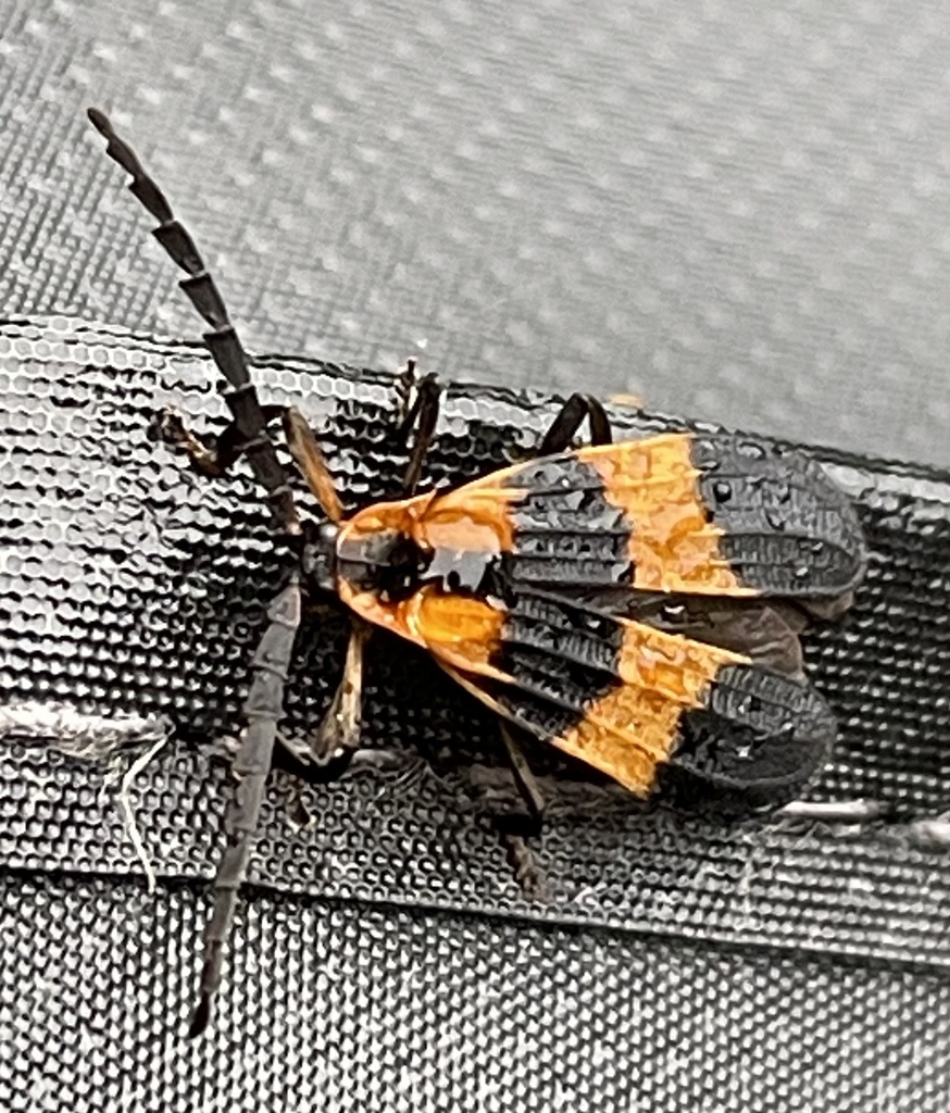 Reticulated Net-winged Beetle from Ledgecroft Pl, Laconia, NH, US on ...