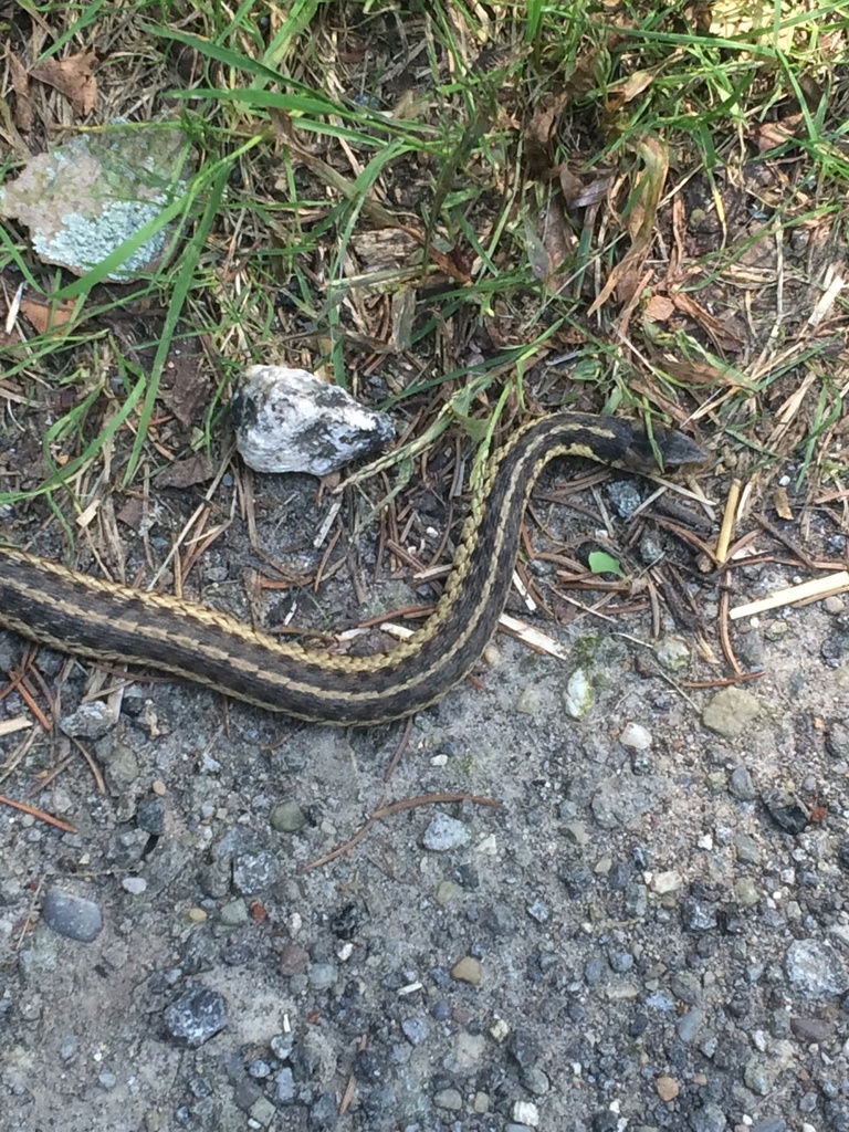 Common Garter Snake from Hemphill Rd, Norton, OH, US on September 23 ...
