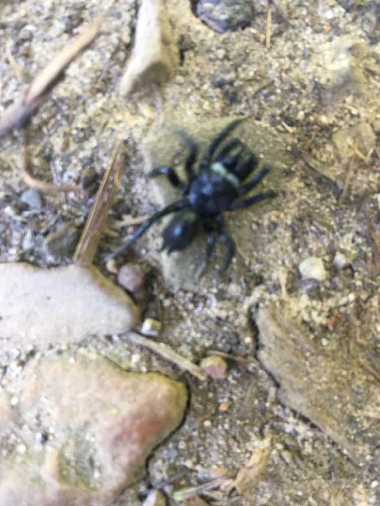 Black Purseweb Spider in June 2021 by Adam Schlarb · iNaturalist