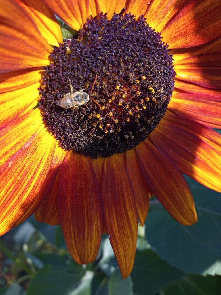 Melissodes from Clarence / Adelaide, Saskatoon, SK S7J 1L9, Canada on ...