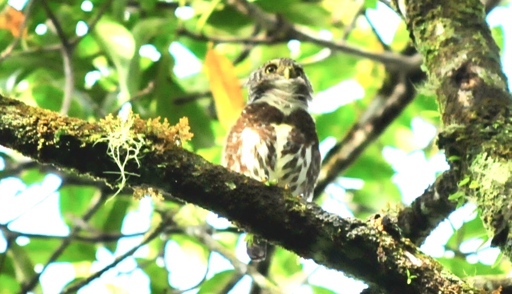 Sunda owlet (Taenioptynx sylvaticus) - Avian Discovery