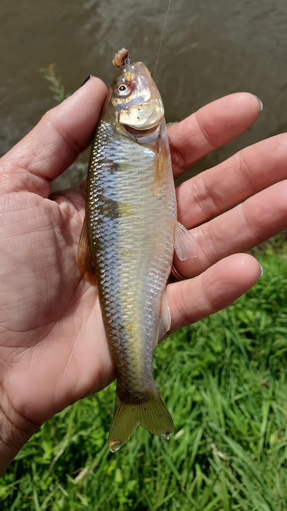 Common Shiner from Stannards, NY 14895, USA on August 2, 2021 at 03:10 ...