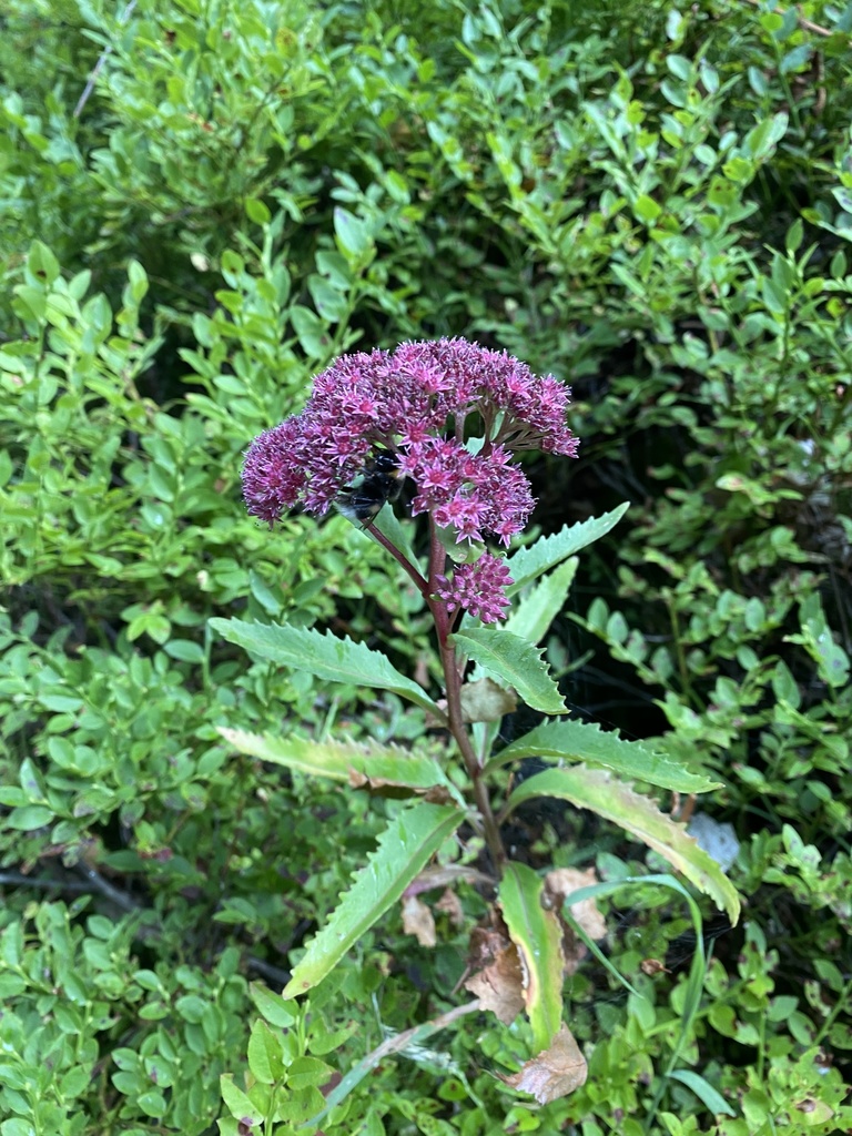 Hylotelephium telephium fabaria from Закарпатская область, UA on August ...