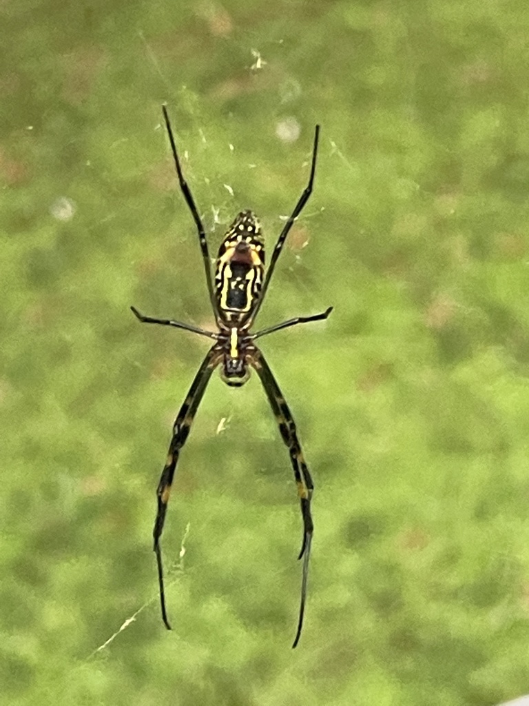 Joro Spider from Jester Pl, Watkinsville, GA, US on August 2, 2021 at ...