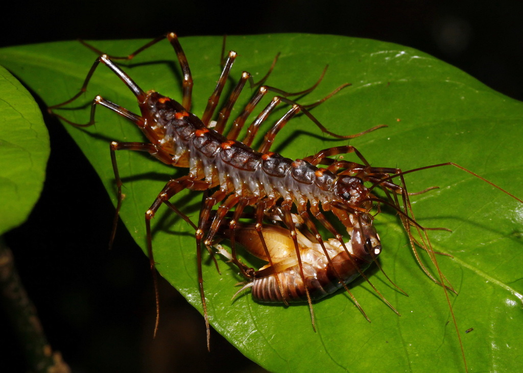 Long-legged Centipede from Wongabel QLD 4883, Australia on January 21 ...
