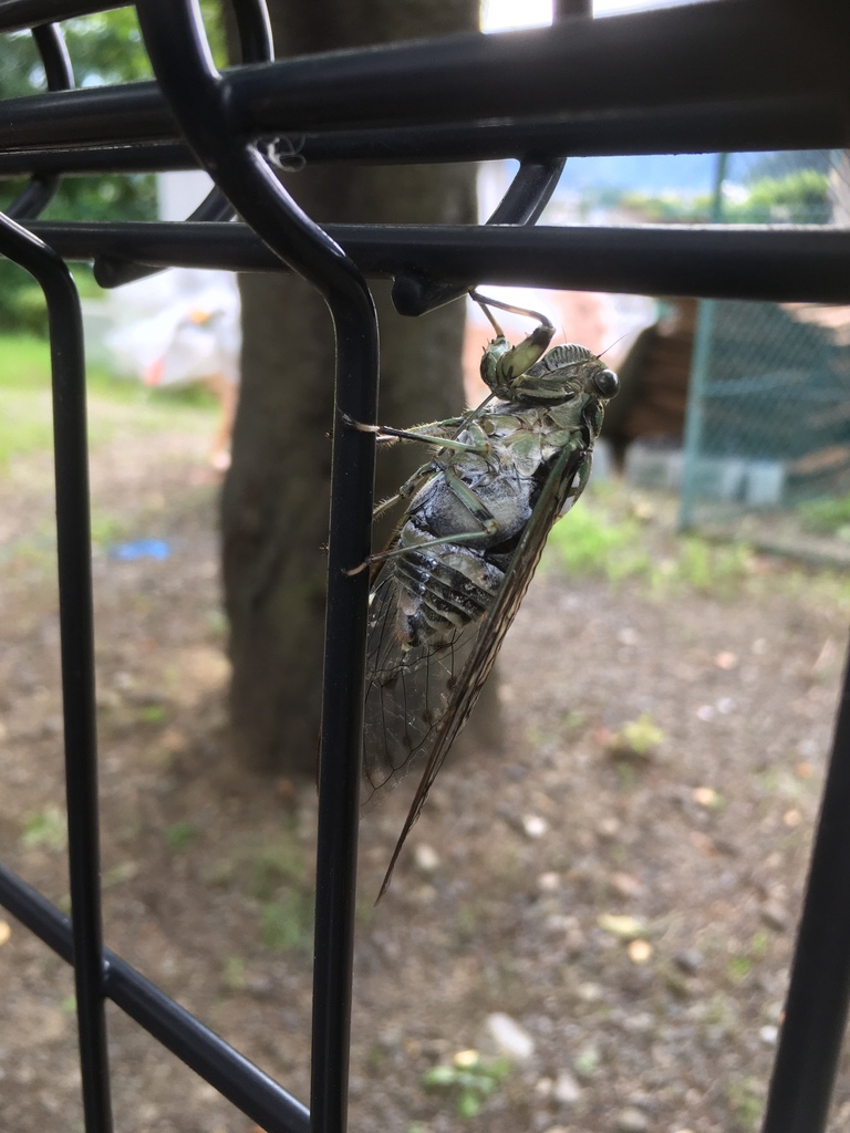 Robust Cicada from 城山公園, 長野市, 長野県, JP on August 3, 2021 at 03:09 PM by ...