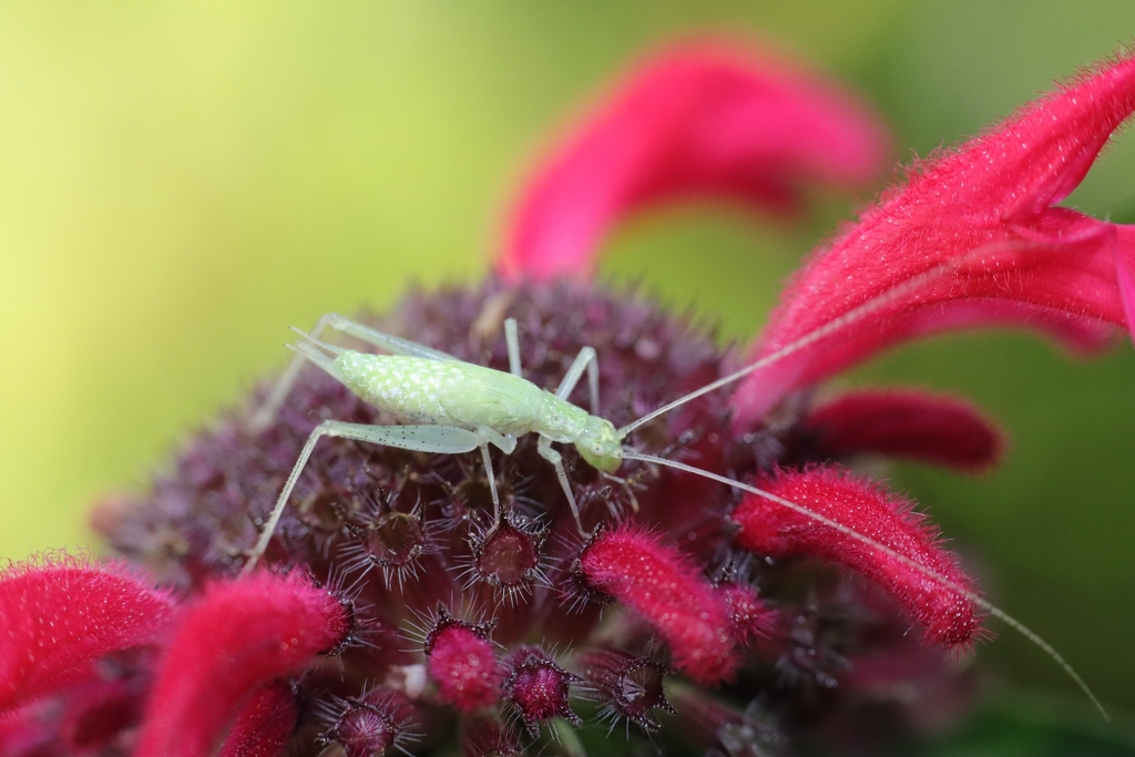 Snowy Tree Cricket from Komoka on August 3, 2021 at 11:14 AM by Bipin ...