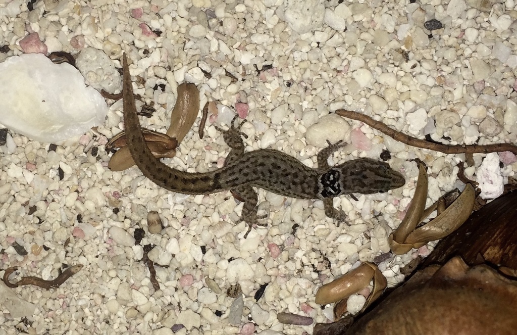 Sphaeros in August 2014 by Eliezer Nieves-Rodriguez · iNaturalist