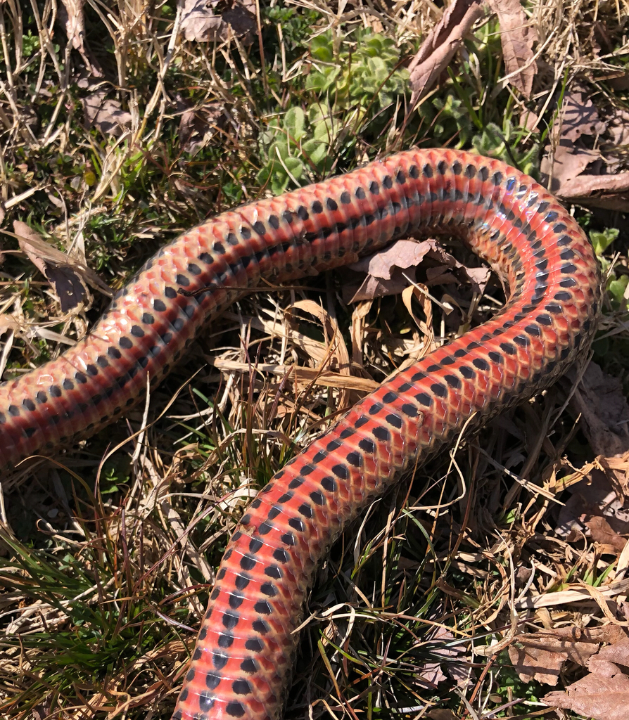 Rainbow Snake from Warsaw on March 6, 2021 at 02:41 PM by rob123evans ...