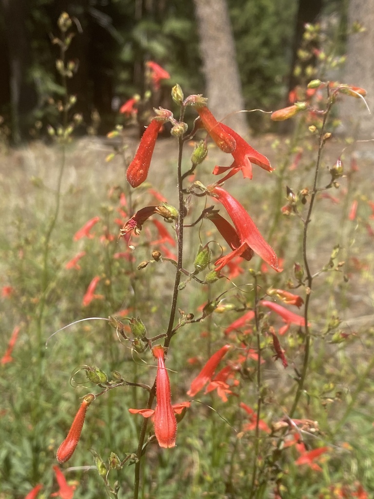 Bridges' penstemon from Inyo National Forest, Mammoth Lakes, CA, US on ...