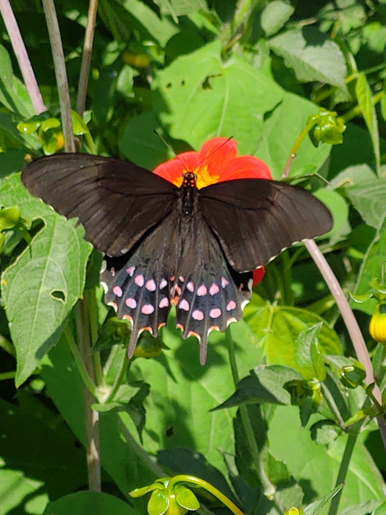 pink-spotted swallowtail from 59991 Mich., México on August 03, 2021 at ...
