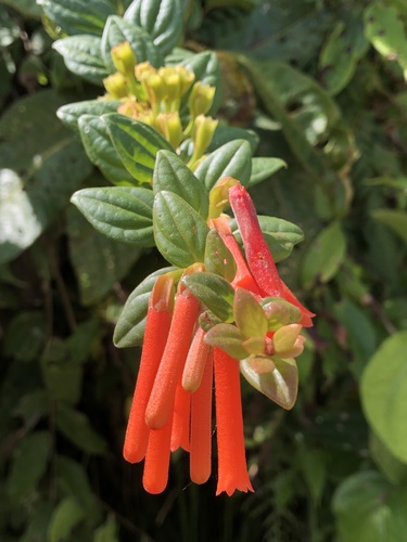 Macleania bullata · iNaturalist