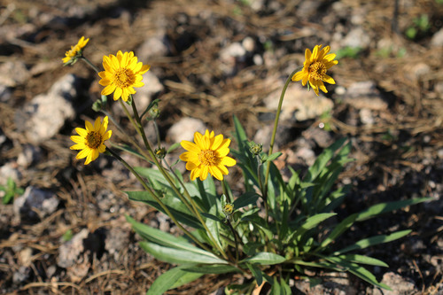 California Dwarf Sunflower (Subspecies Helianthella californica ...