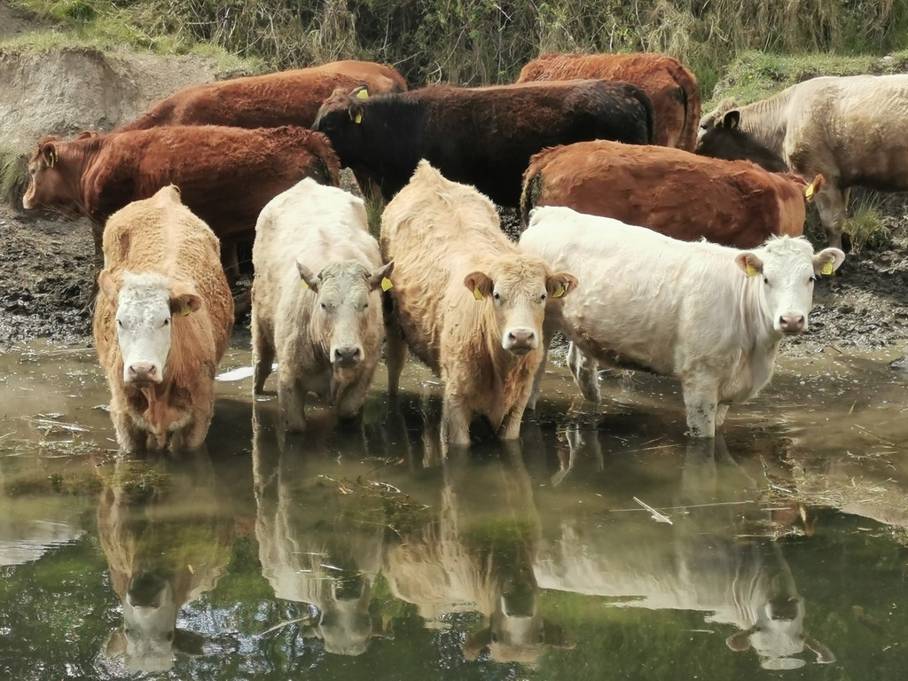 Domestic Cattle from Goatstown, Co. Kildare, Ireland on May 2, 2021 at 12:12 PM by Mark Ronan ...