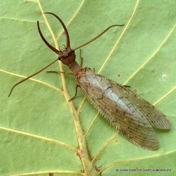 Pale Dobsonfly from Matías Romero on March 04, 2011 by Juan Carlos ...