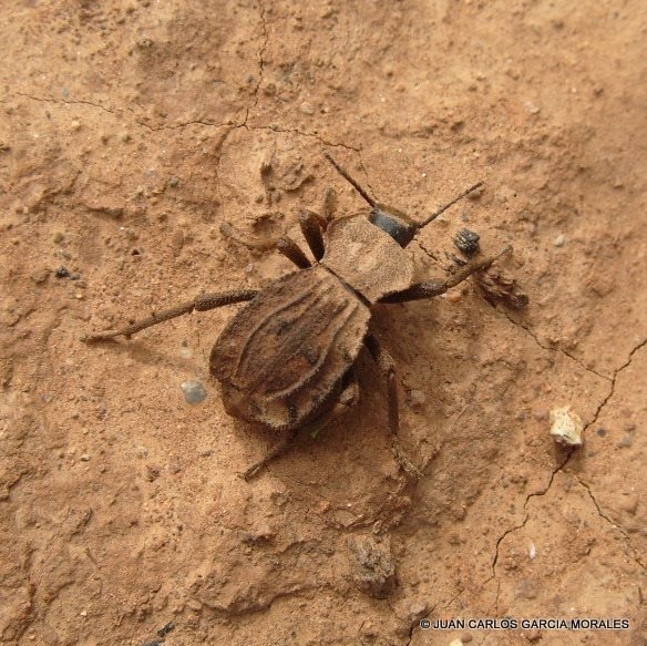 Pelecyphorus pulchellus from Tehuantepec, Oaxaca on September 14, 2009 ...