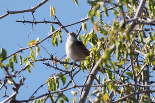 Subspecies Agricola pallidus divisus · iNaturalist