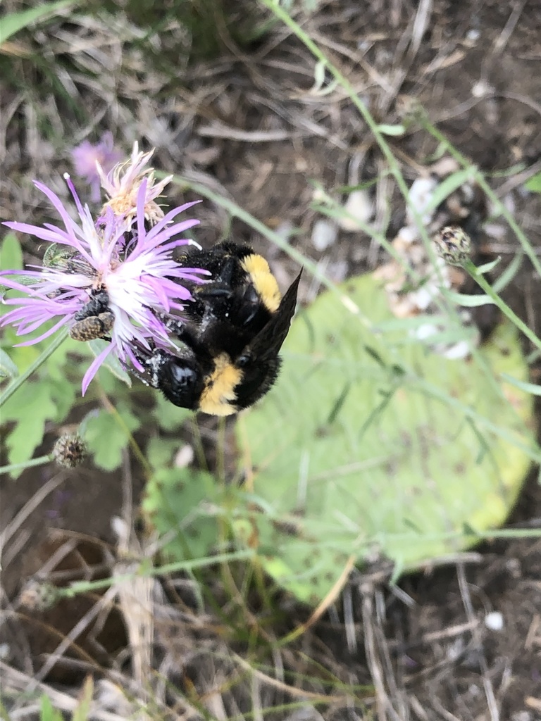 American Bumble Bee in July 2021 by cuthrelld · iNaturalist