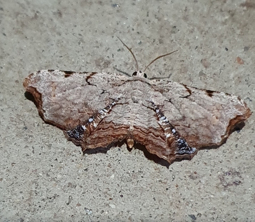 Epiplema coeruleotincta · iNaturalist