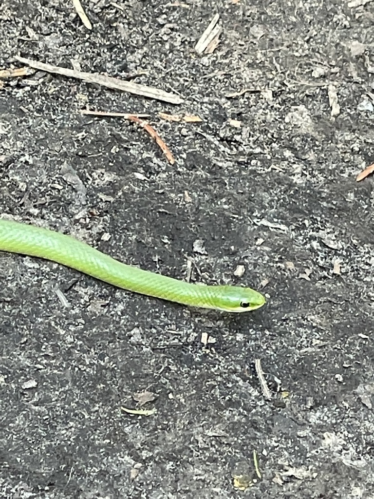 Smooth Greensnake from Bear Hollow Dr, Park City, UT, US on August 03 ...