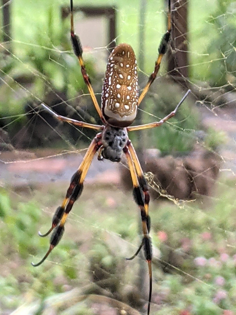 Golden Silk Spider from Covington, LA, USA on August 4, 2021 at 01:12 ...