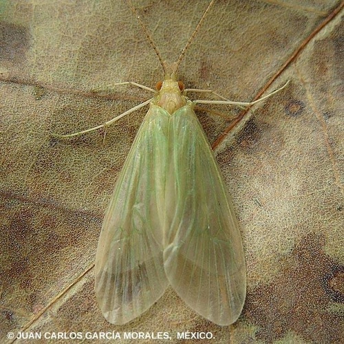 Genus Leptonema · iNaturalist