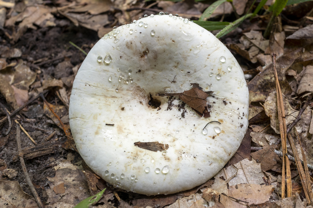 Downy milk cap from Jones County, NC, USA on August 1, 2021 at 09:06 AM ...