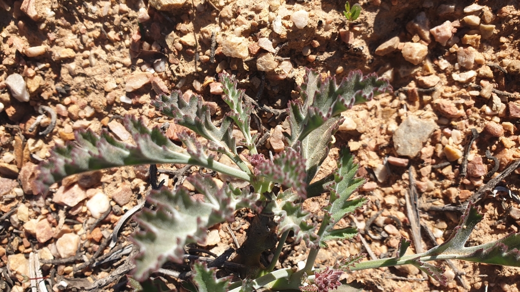 Pelargonium laxum karooicum from De Rust, 6650, South Africa on August ...