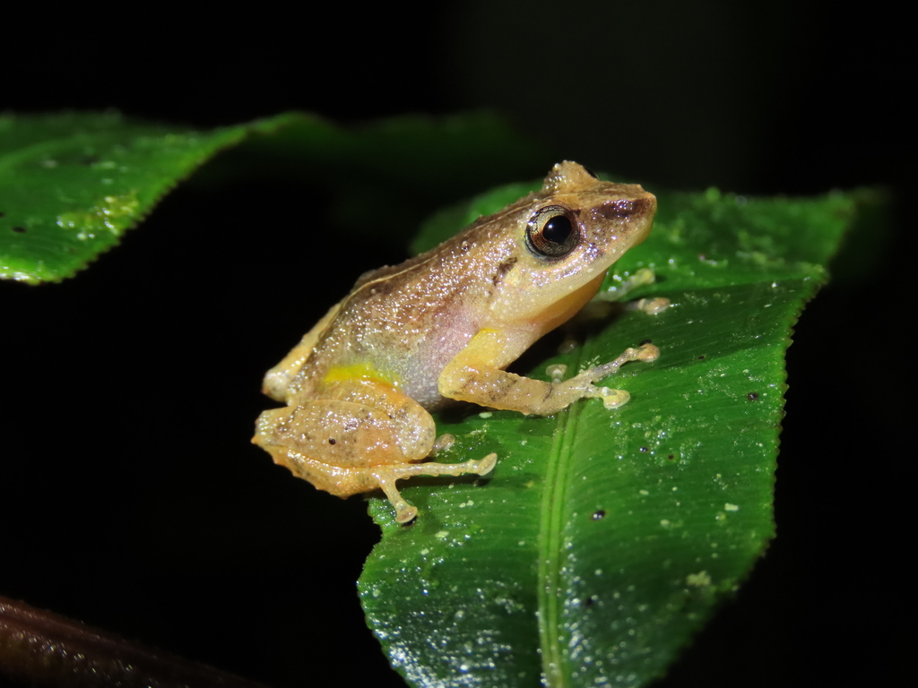 Palmer's Robber Frog in May 2021 by gestionrural-Filandia · iNaturalist