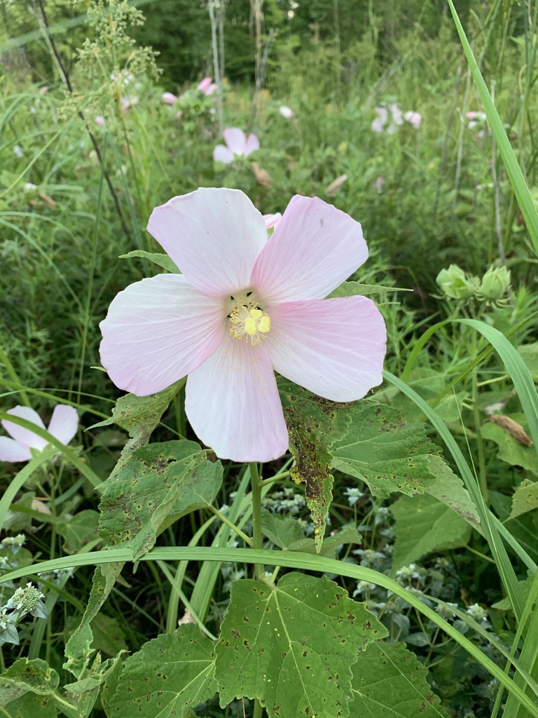 swamp rose mallow from Cuyahoga Valley National Park, Brecksville, OH ...
